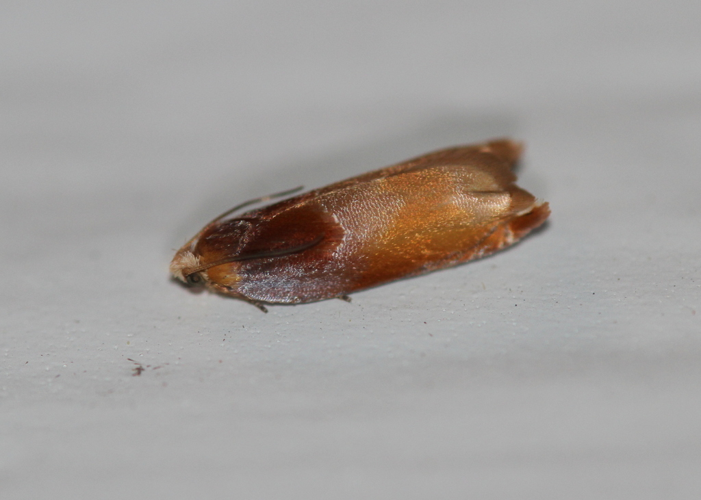 Two-toned Ancylis Moth from Hancock, NH, USA on May 30, 2022 at 10:32 ...