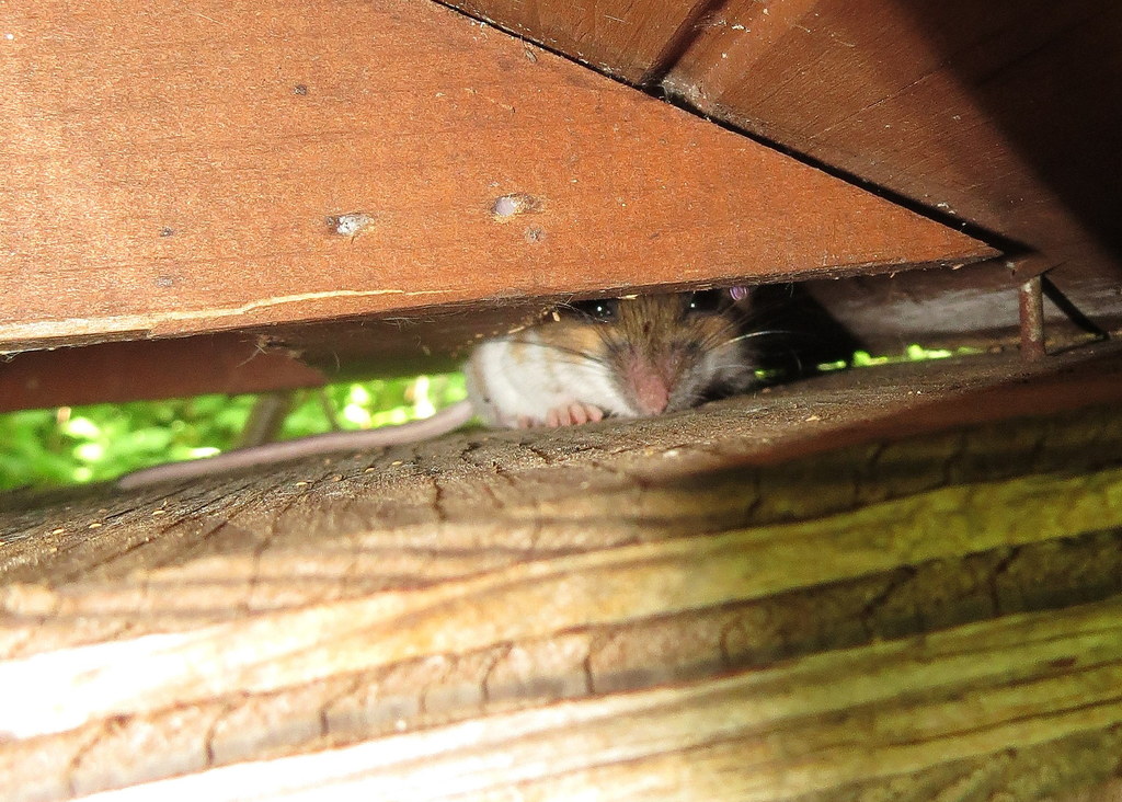 North American Deer Mice from Macoun Marsh, Ottawa on June 21, 2015 by ...