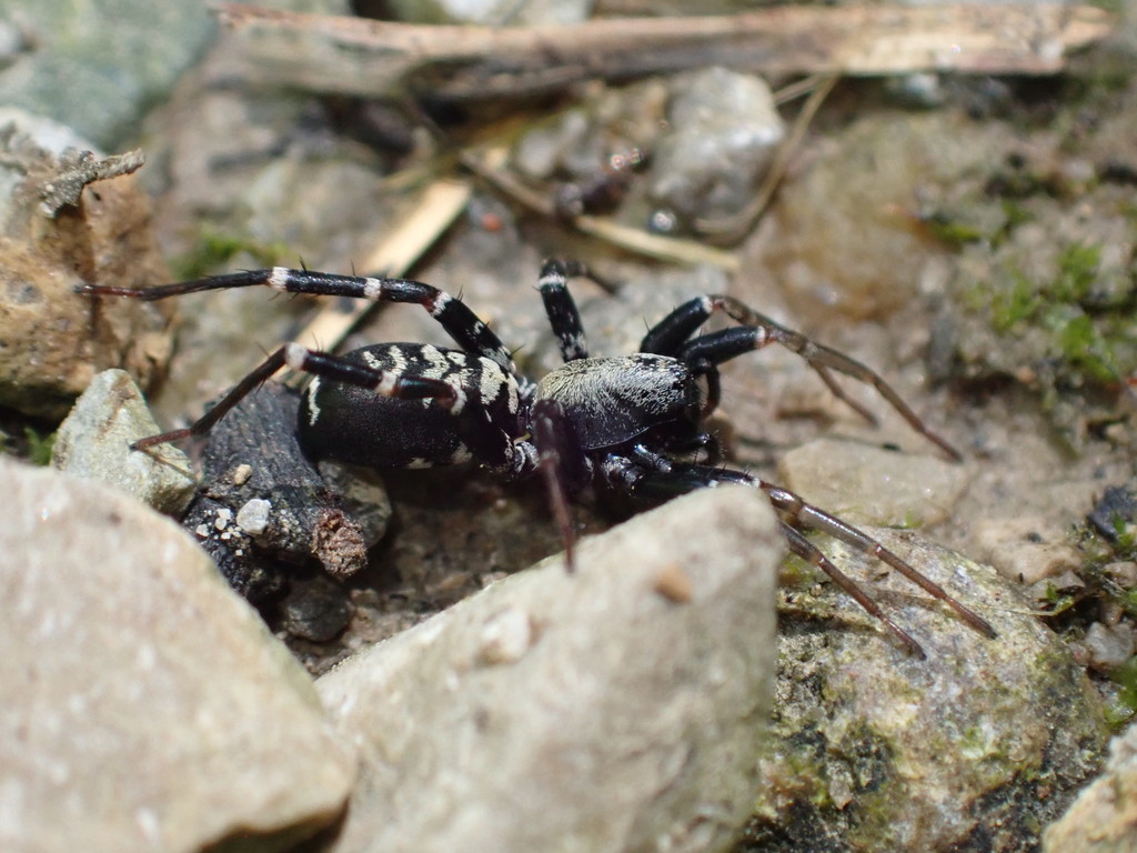 Long-palped Ant-mimic Sac Spider from Hamilton, Ohio, United States on ...