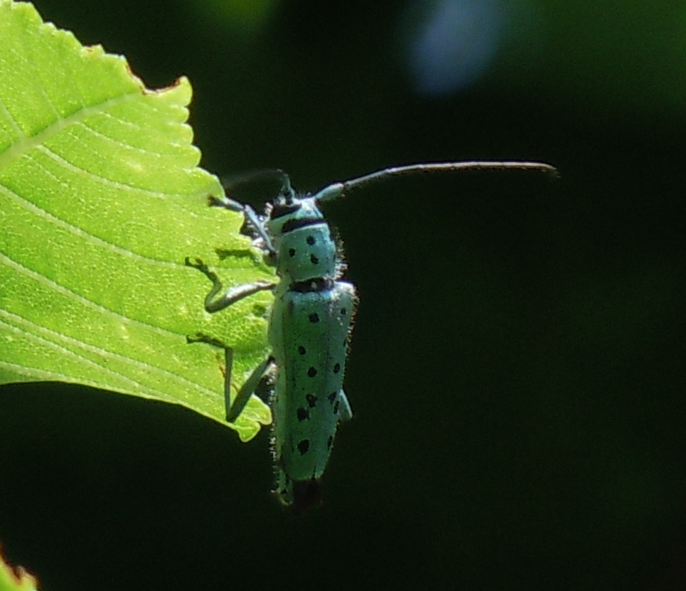 Saperda punctata (Linnaeus, 1767)