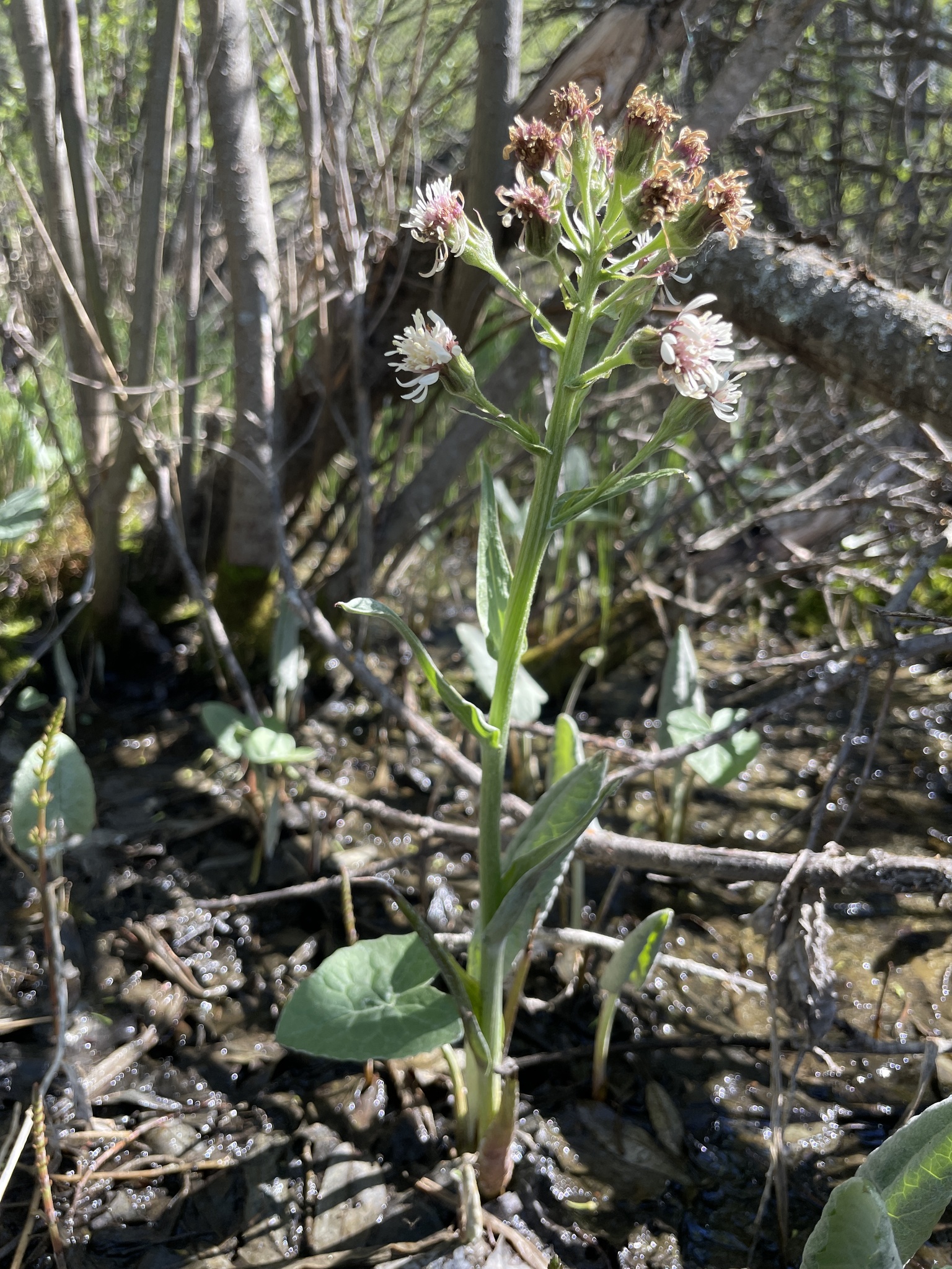 Petasites frigidus var. sagittatus (Banks ex Pursh) Chern.