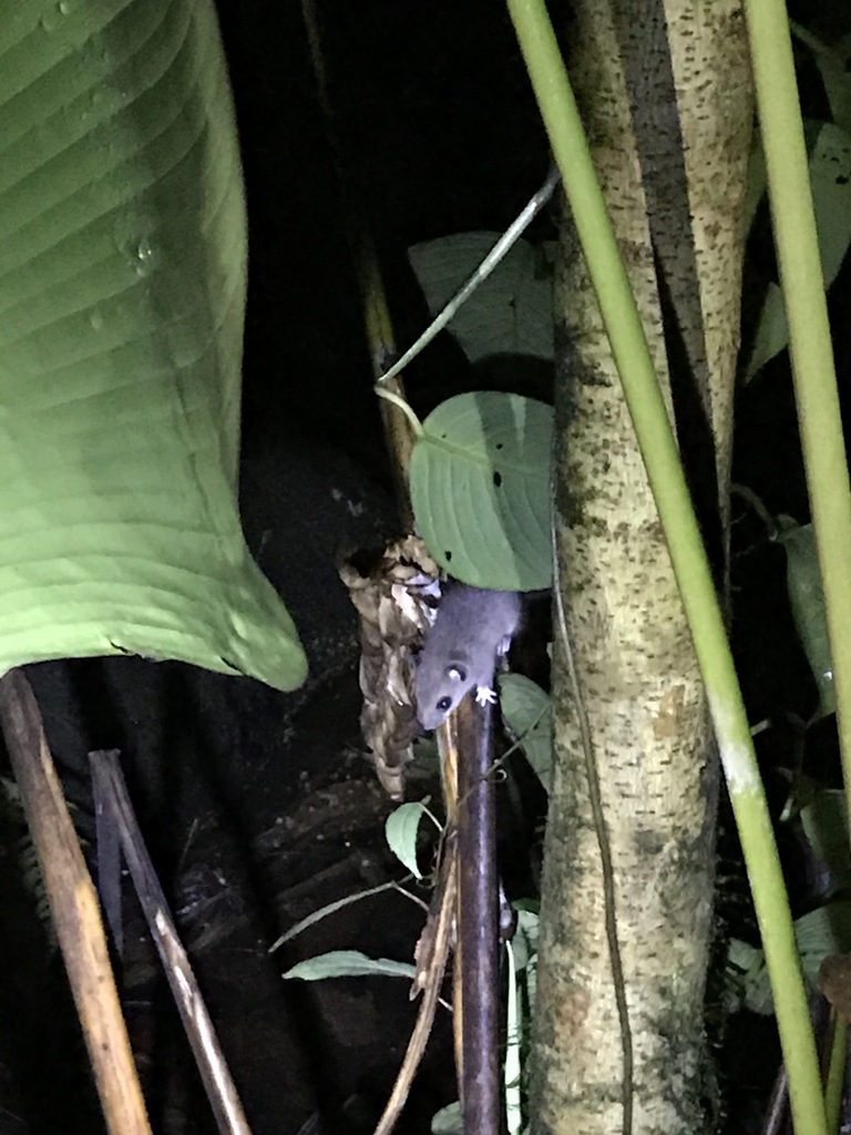 Vesper Rats from 800 metros sur de la Entrada principal de Z-13, La ...