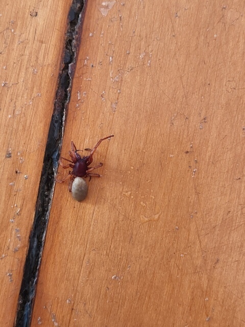 Woodlouse Spider from Garner Place, Glenfield, Auckland, NZ on June 04 ...