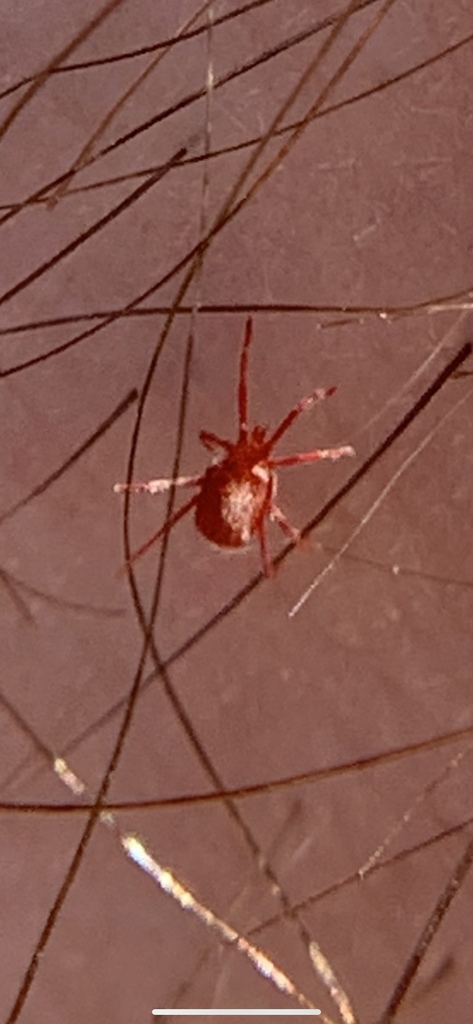 Trombidiform Mites from Benton Ave, Kalamazoo, MI, US on June 03, 2022 ...