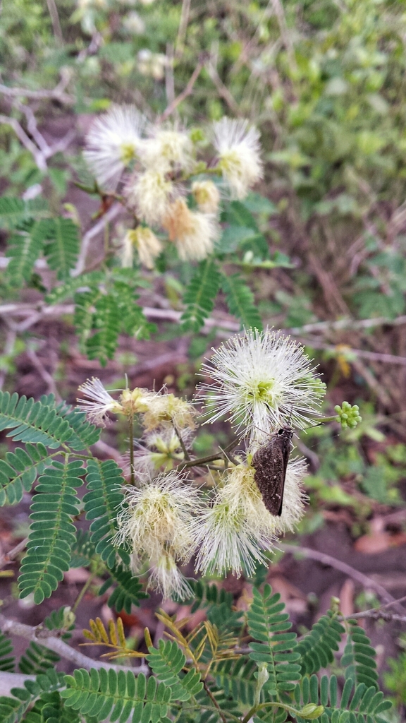 Celia's Roadside-Skipper (Butterflies and selected moths of Central Texas) · iNaturalist