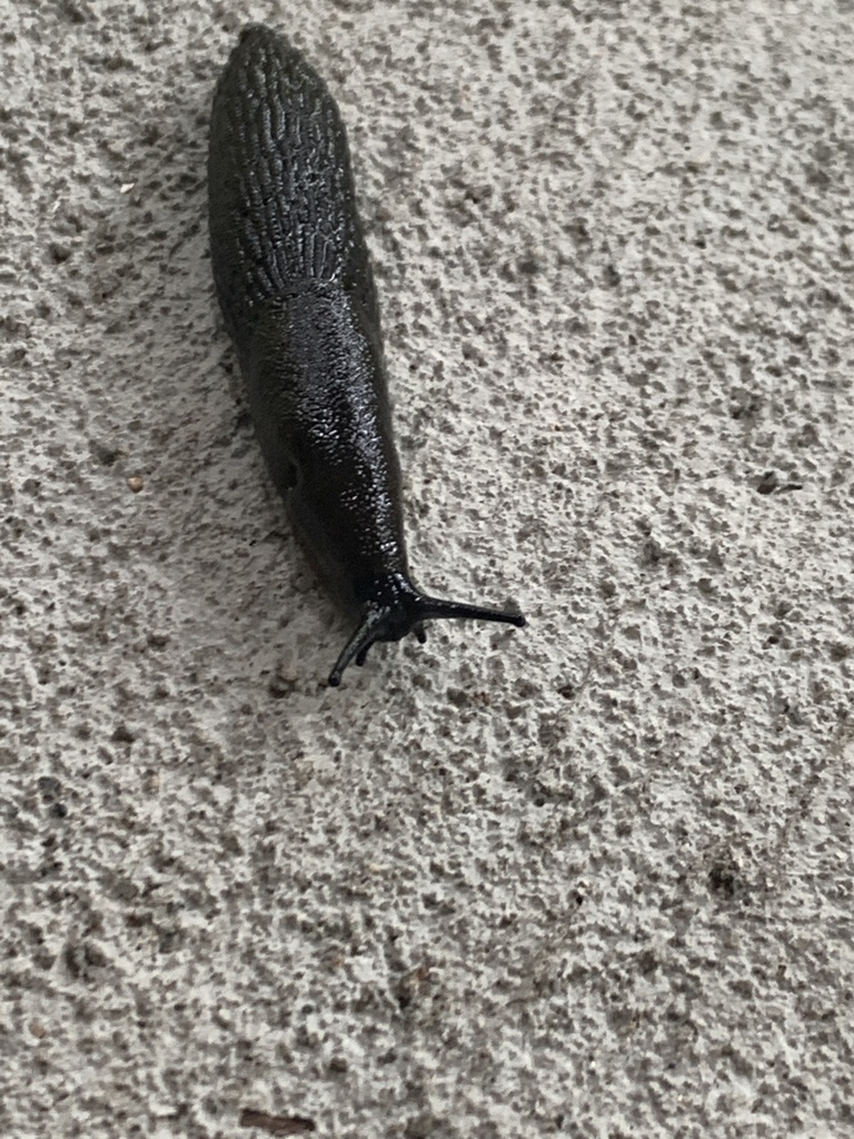 Arion Slugs from Coulthard Rd, Surrey, BC, CA on June 3, 2022 at 03:17 ...