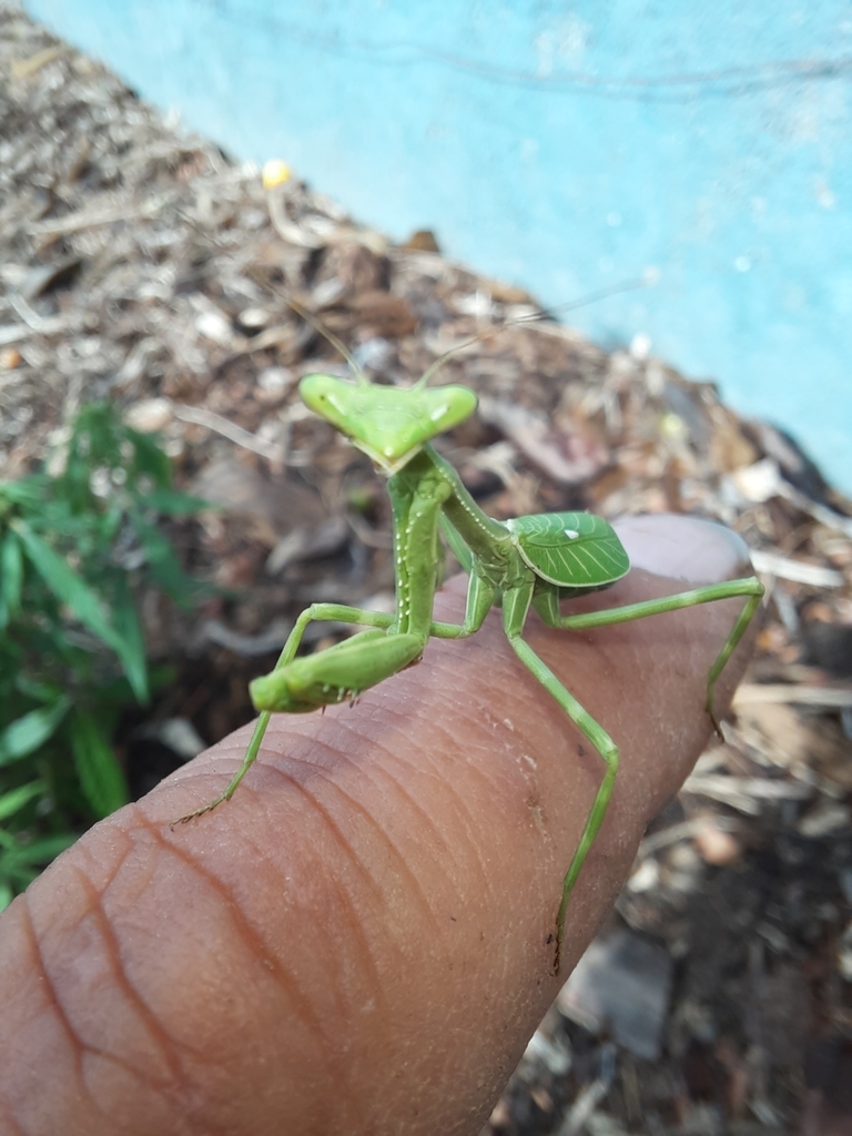 South American Green Mantis from Los Reartes, Córdoba, Argentina on May ...