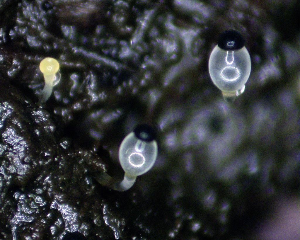 Pilobolus from Gordon VIC 3345, Australia on June 03, 2022 at 02:18 PM ...