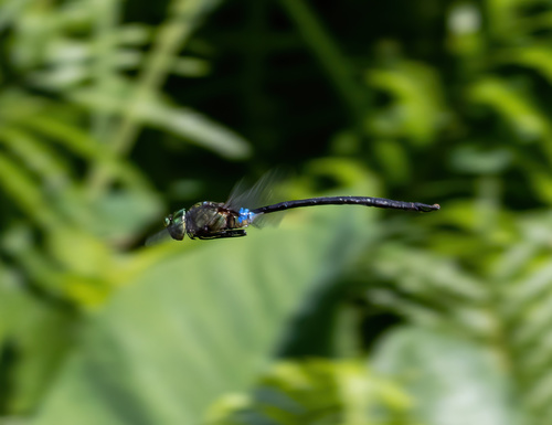 Anax georgius · iNaturalist Mexico