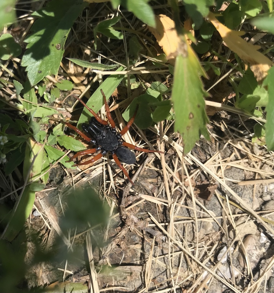Red-legged Purseweb Spider from Harrison, OH, US on June 03, 2022 at 11 ...
