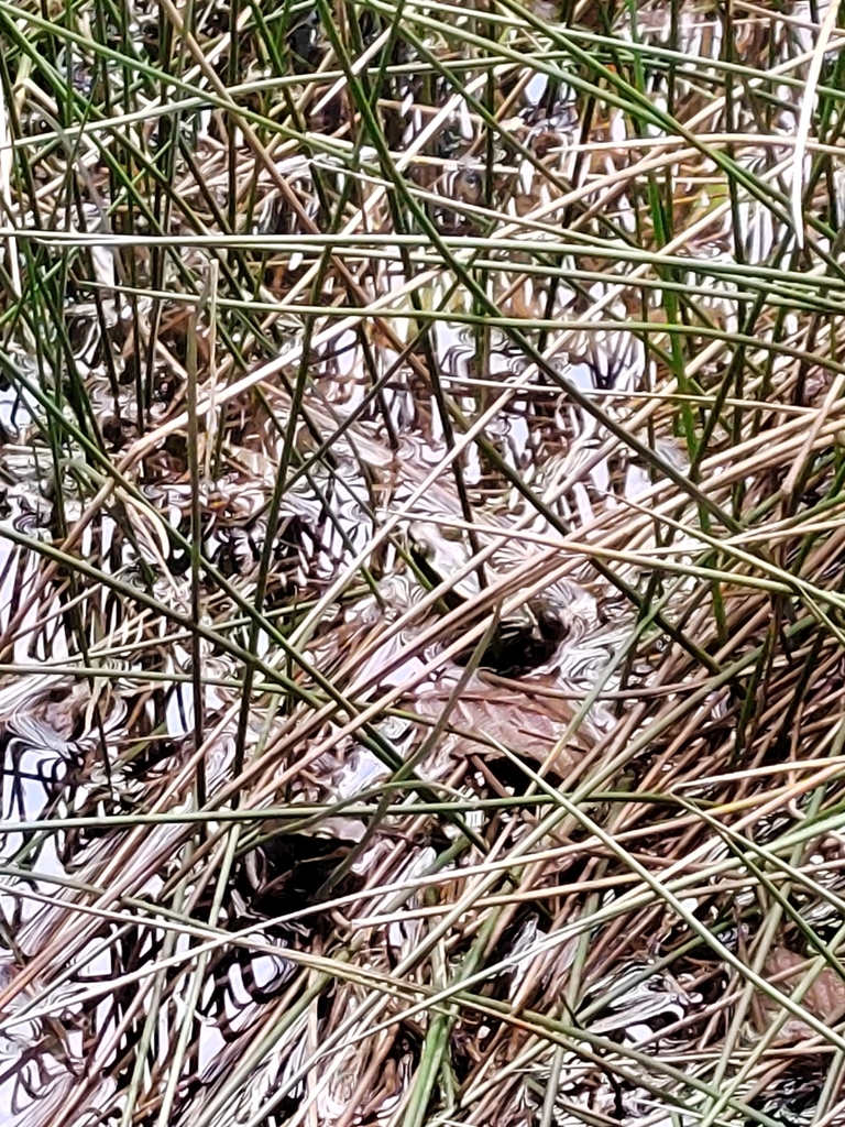 Green-eyed Frog in June 2022 by José Pablo Herra Azofeifa · iNaturalist