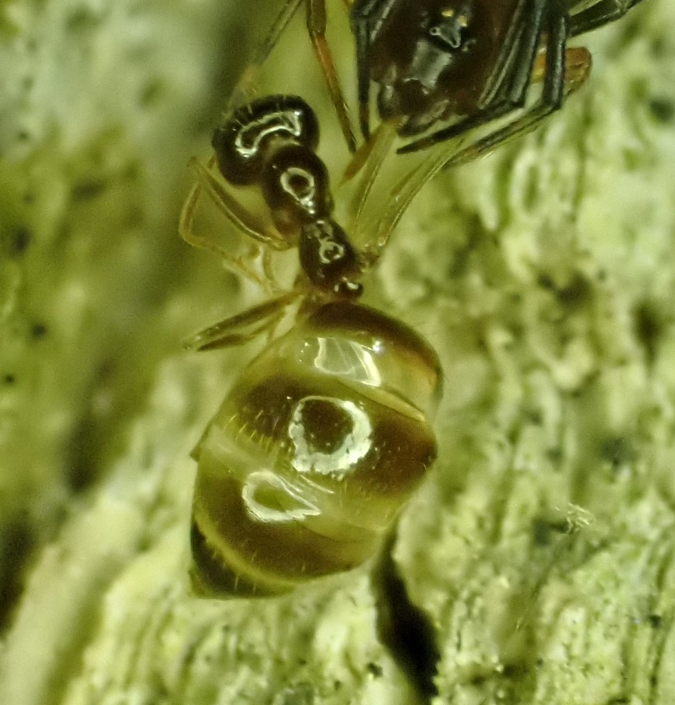 American Winter Ant from Estill County, KY, USA on June 1, 2022 at 09: ...