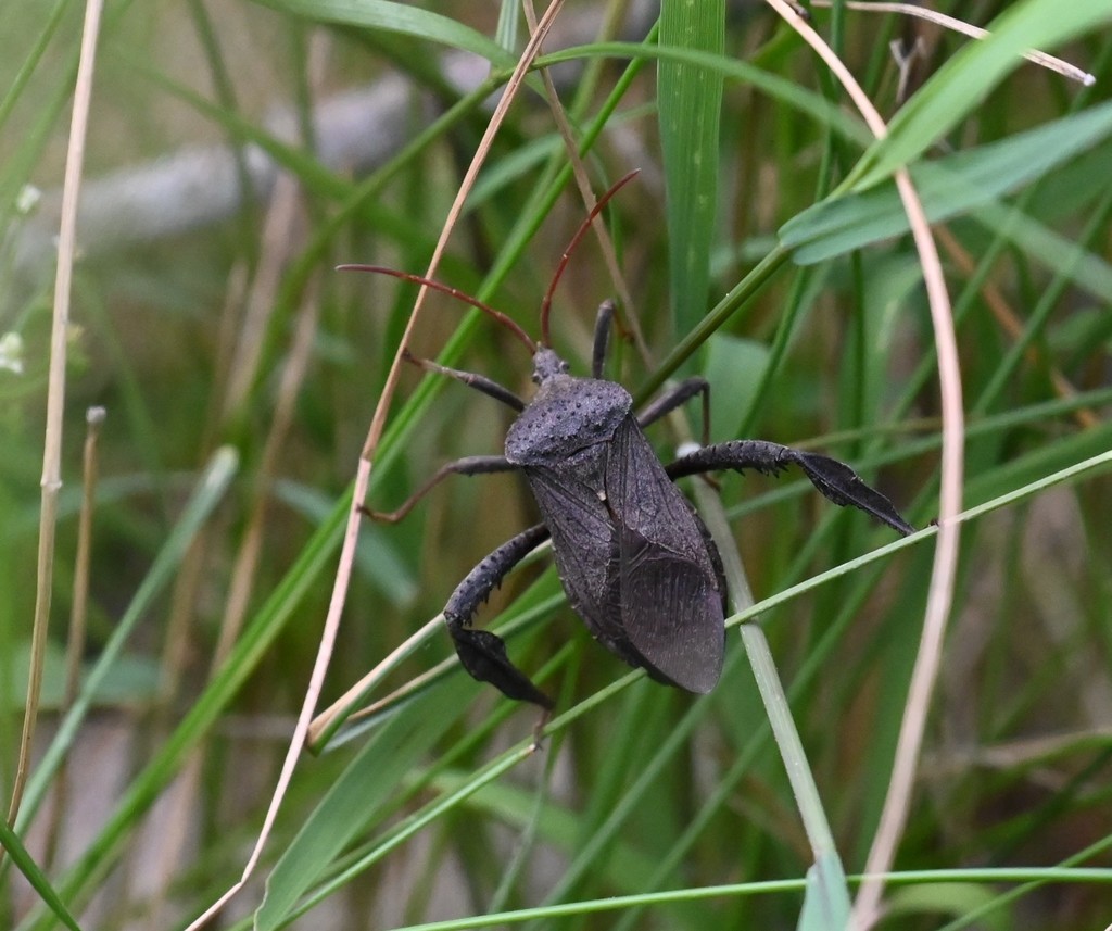 Florida Leaf-footed Bug from Calhoun County, TX, USA on June 02, 2022 ...