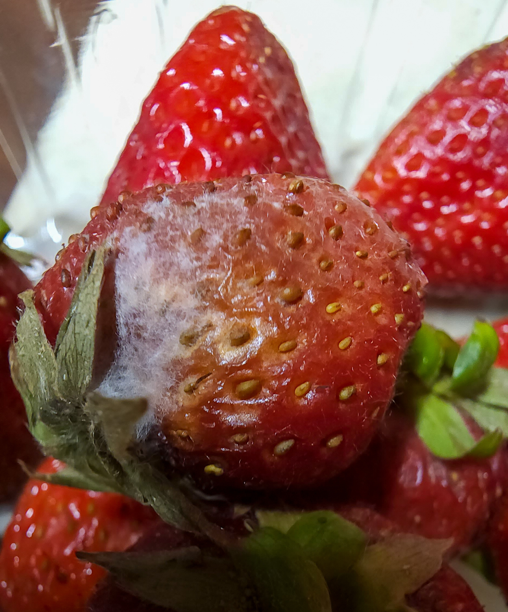 Botrytis cinerea Pers.