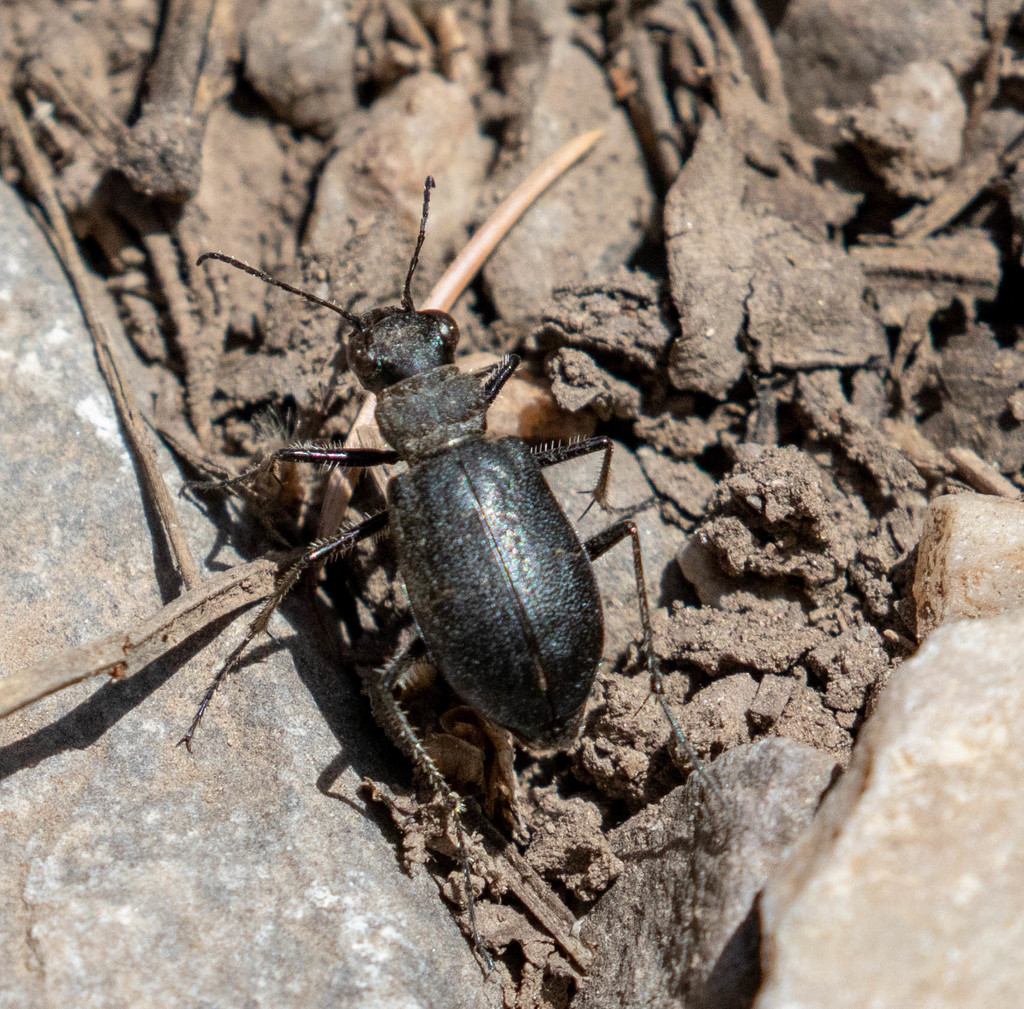 Prairie Long-lipped Tiger Beetle from Great Basin National Park, White ...