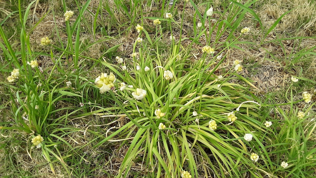 Canadian Meadow garlic from Parkway and Cherry Point, Lubbock, TX 79403 ...