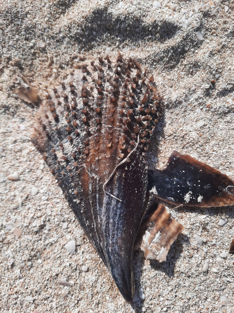 Stiff Pen Shell from 5X83+2Q, 97356 Sisal, Yuc., México on June 03 ...