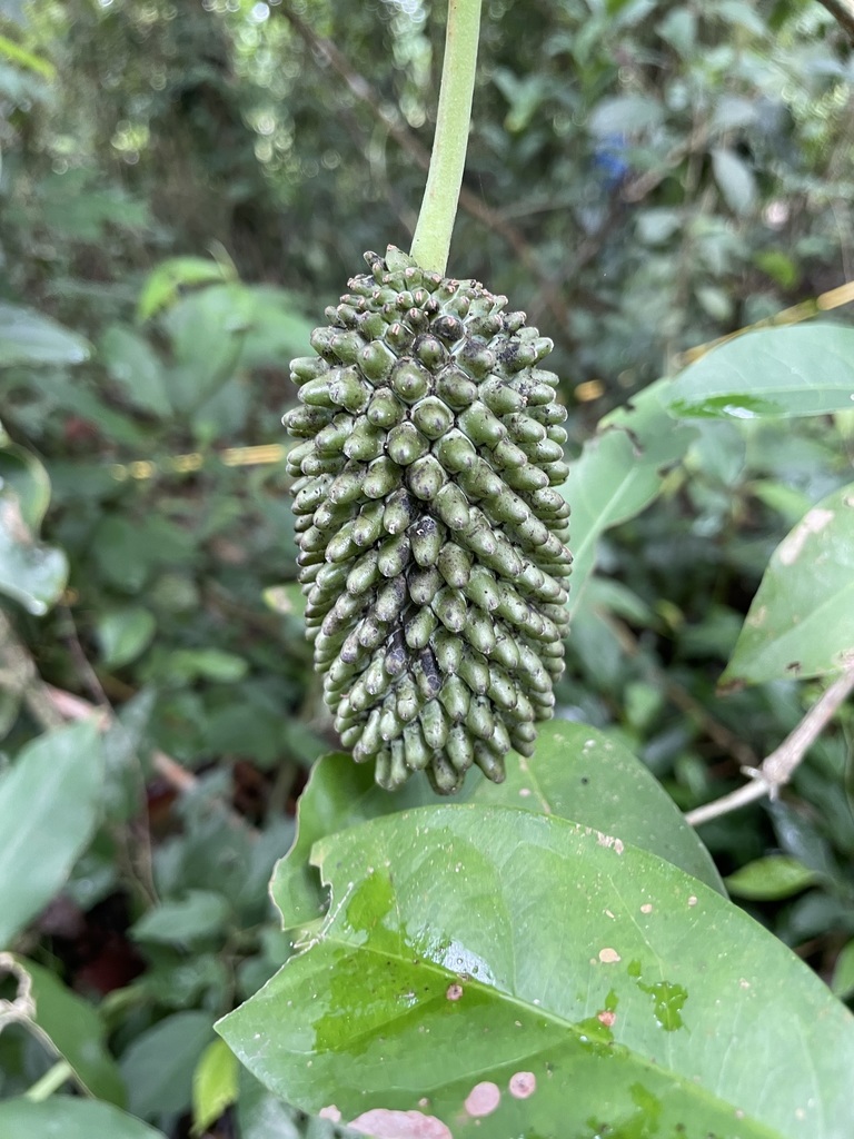 Monstera tuberculata from Palenque, Chis., Mexico on June 2, 2022 at 09 ...
