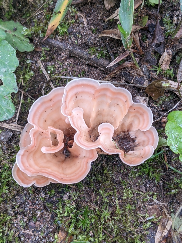 Podoscypha aculeata from Guilford County on June 3, 2022 at 12:13 PM by ...