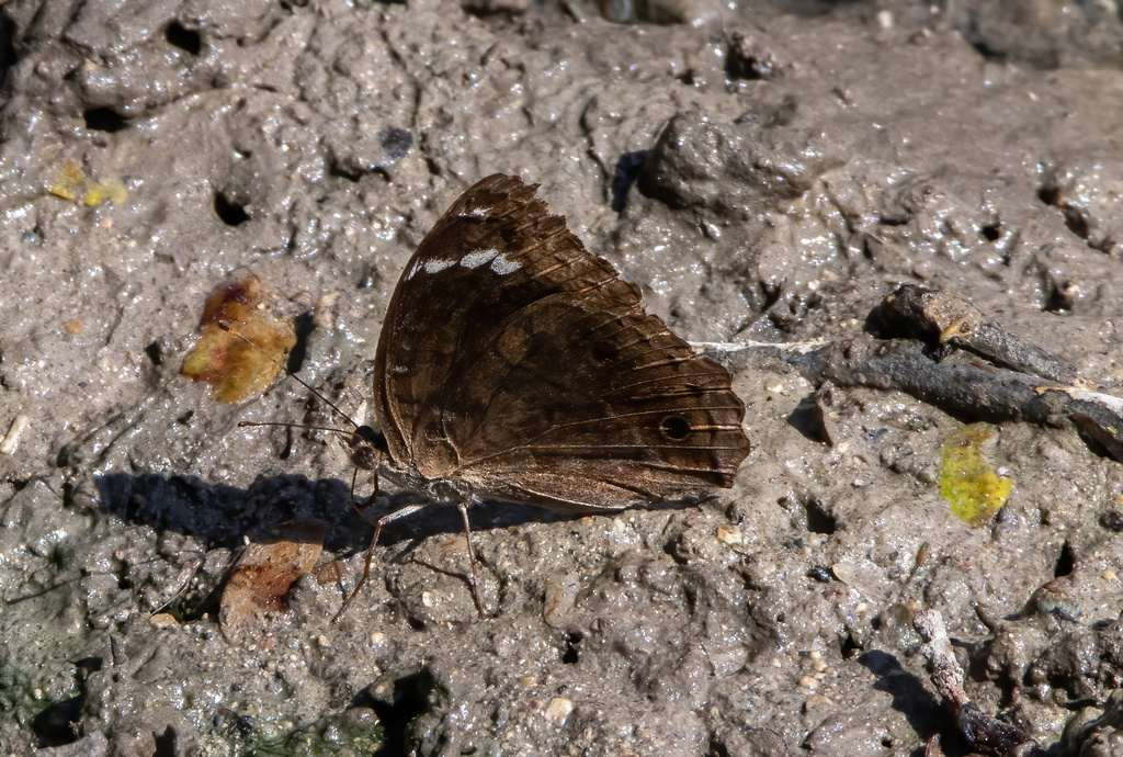 Junonia erigone from Lautem, Timor-Leste on May 28, 2022 at 10:24 AM by ...