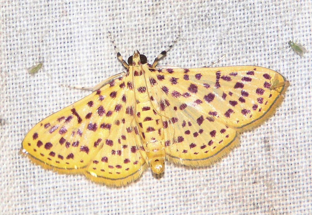 Red-Spotted Sweetpotato Moth from Tambopata, Peru on May 07, 2022 at 07 ...