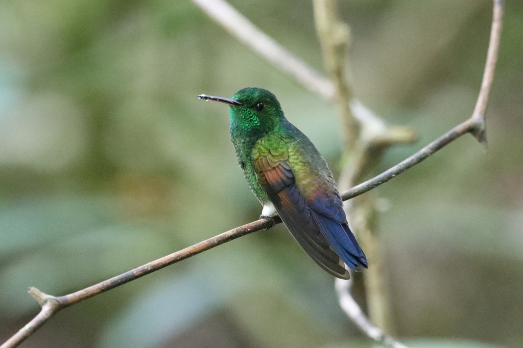 Blue-tailed Hummingbird from San Antonio de Oriente, Honduras on June 3 ...