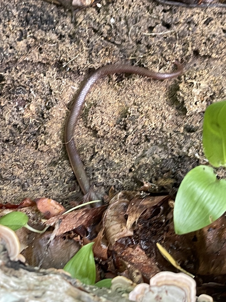 Eastern Worm Snake from Lums Pond State Park, Bear, DE, US on May 29 ...