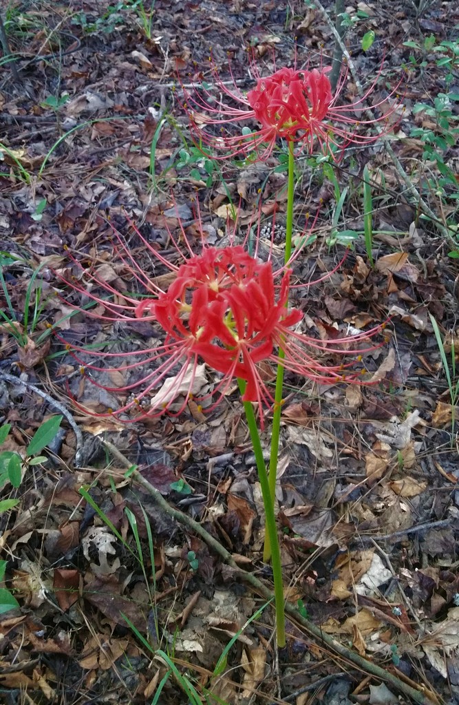 red spider lily from 16258 Stoltje Dr, Conroe, TX 77306, USA on ...