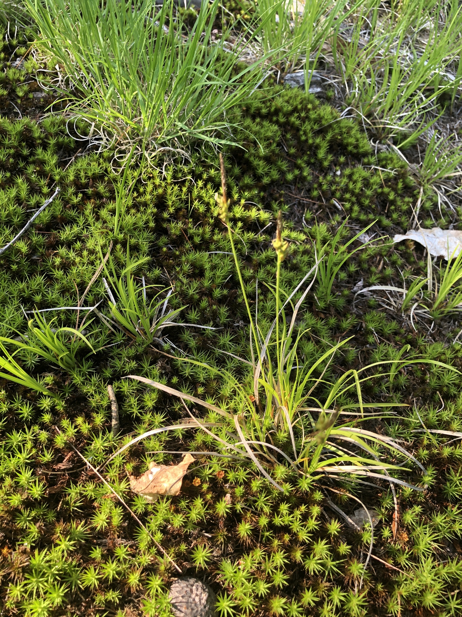 Carex lucorum Willd.