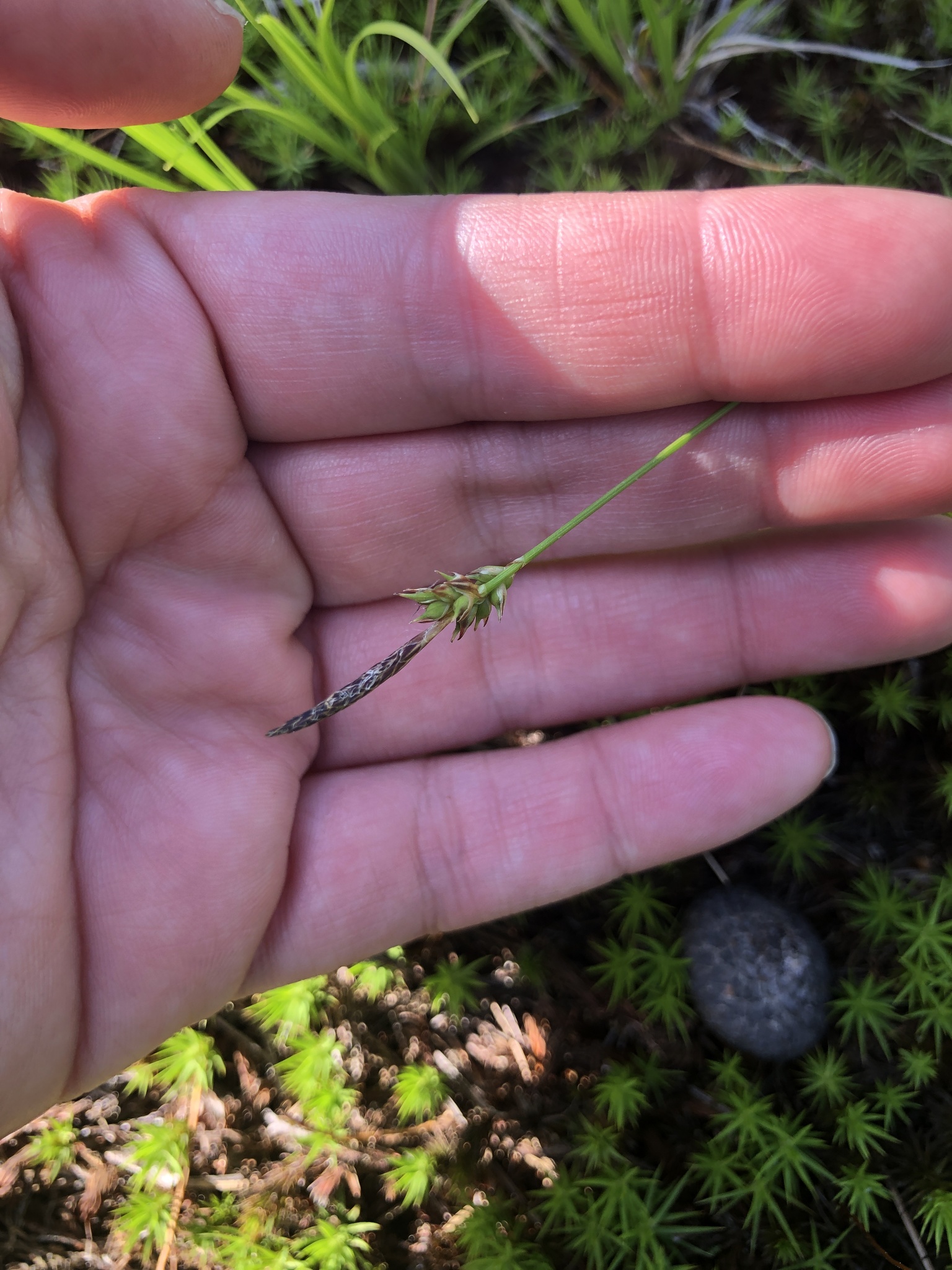 Carex lucorum Willd.