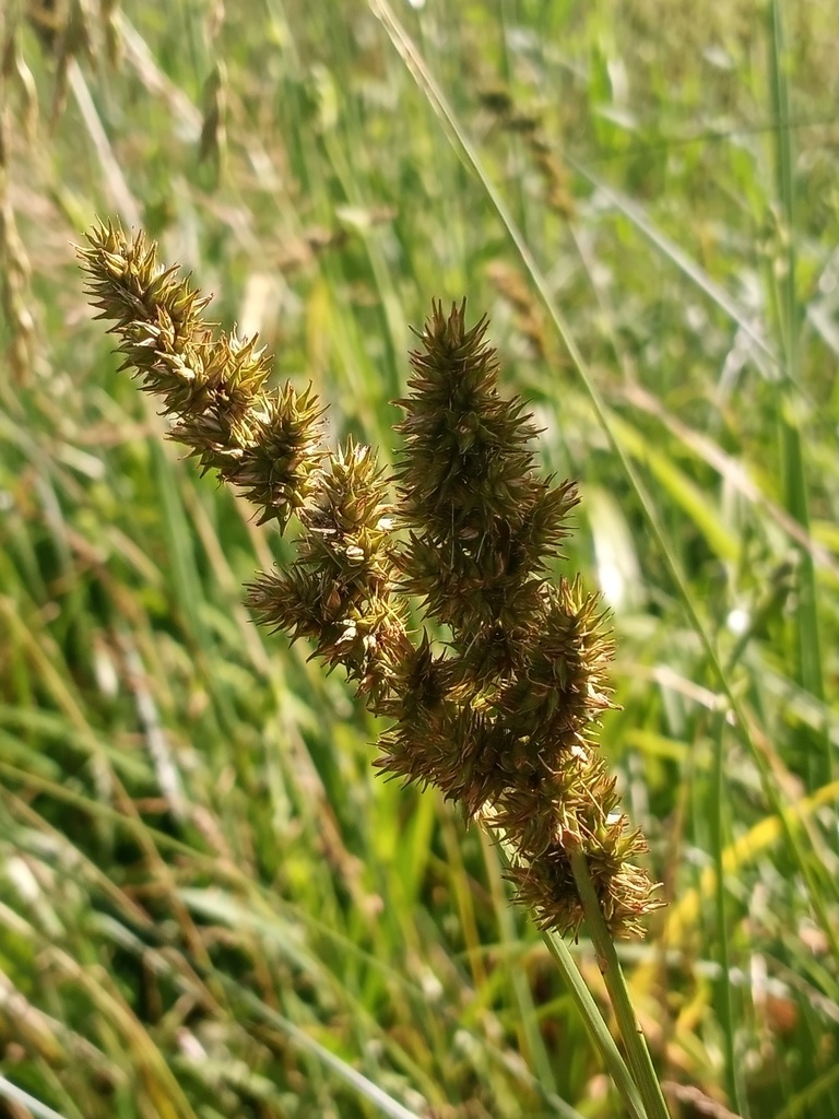 Oklahoma sedge from Federalsburg, MD 21632, USA on June 03, 2022 at 05: ...