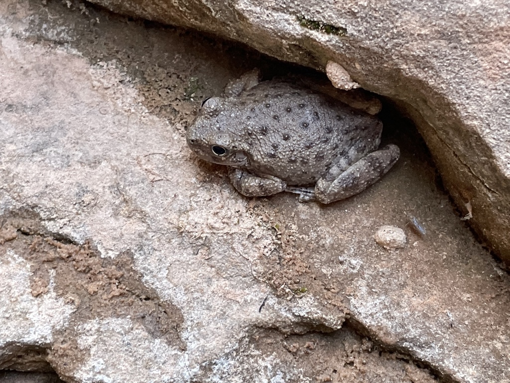 Canyon Tree Frog in May 2022 by Kaylyn Cullen · iNaturalist