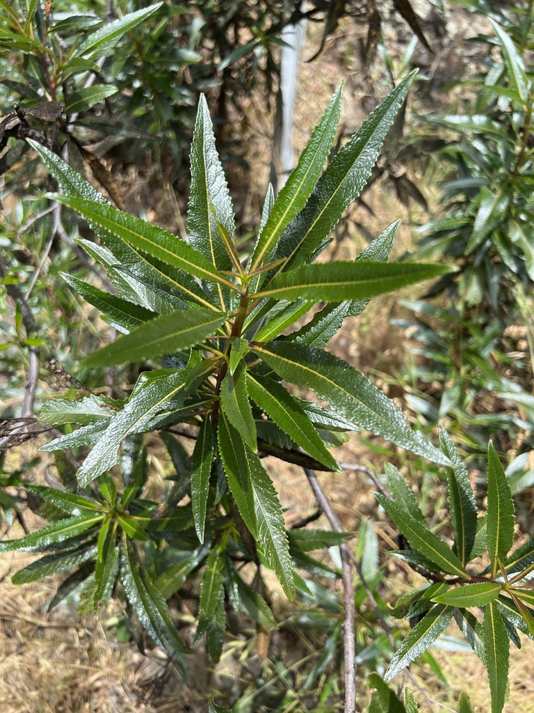 California yerba santa from Mount Tamalpais State Park, Mount Tamalpais ...