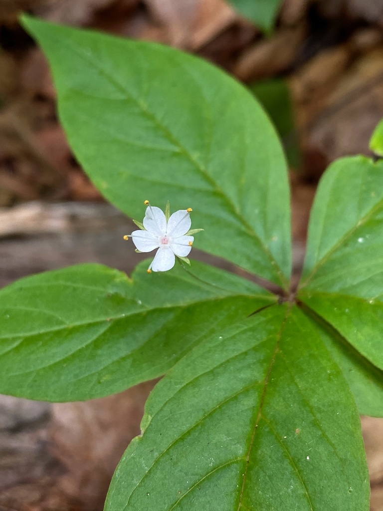 northern starflower in June 2022 by amandac · iNaturalist