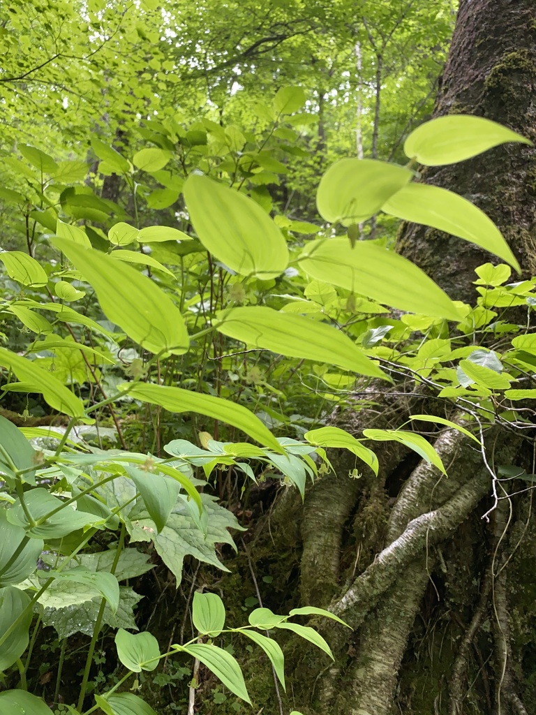 white twisted-stalk in June 2022 by amandac · iNaturalist