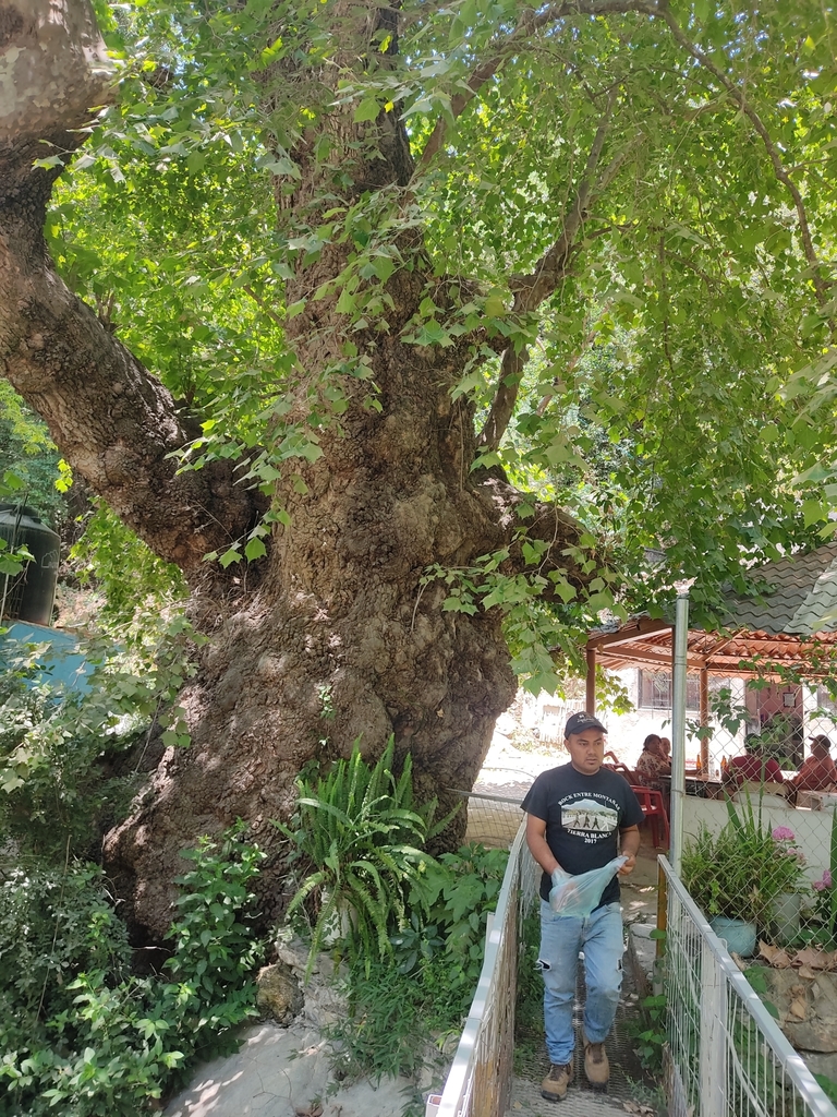 Mexican Sycamore from 76460 Qro., México on May 29, 2022 at 02:15 PM by ...