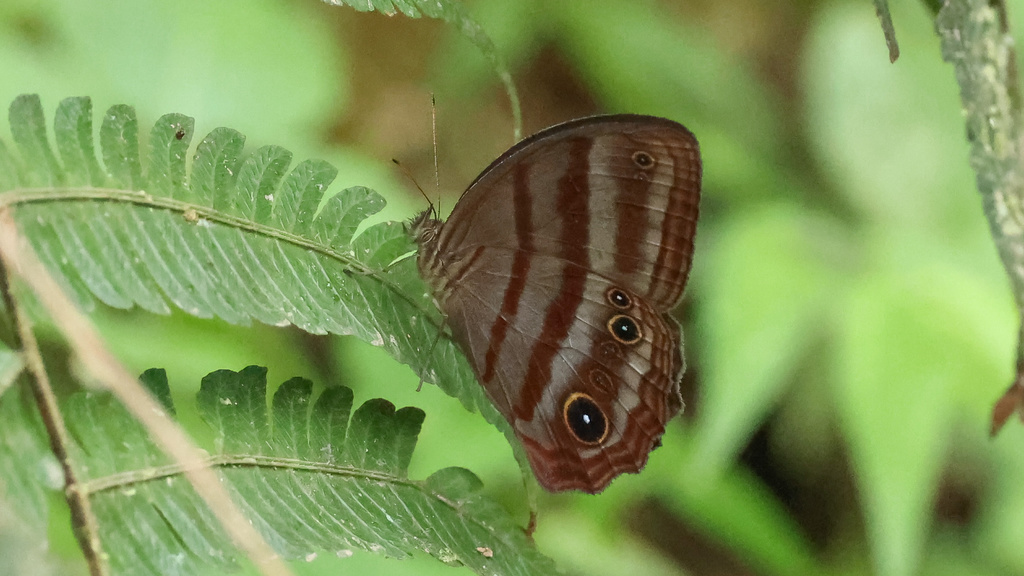 Satyrotaygetis tiessa from Pueblo Rico, Risaralda, CO on May 4, 2022 at ...