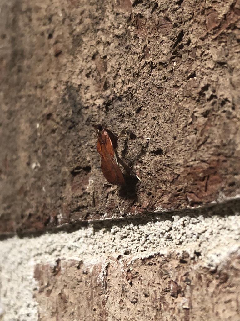 Boxwood Leaftier Moth from Meadowlake Rd, Conway, AR, US on June 03 ...