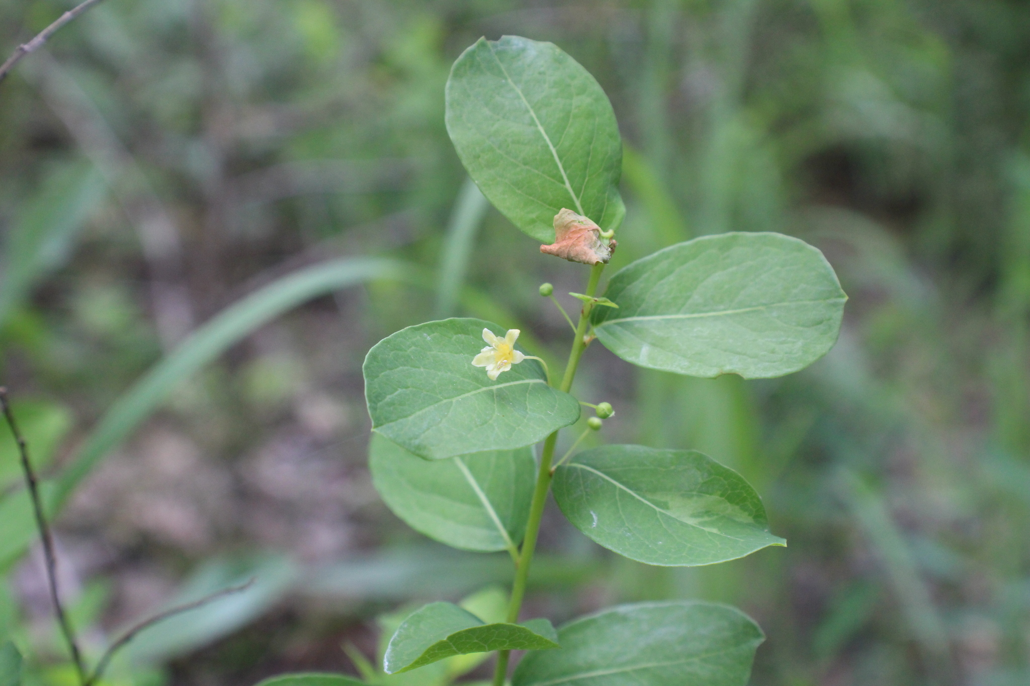 Phyllanthopsis phyllanthoides (Nutt.) Voronts. & Petra Hoffm.