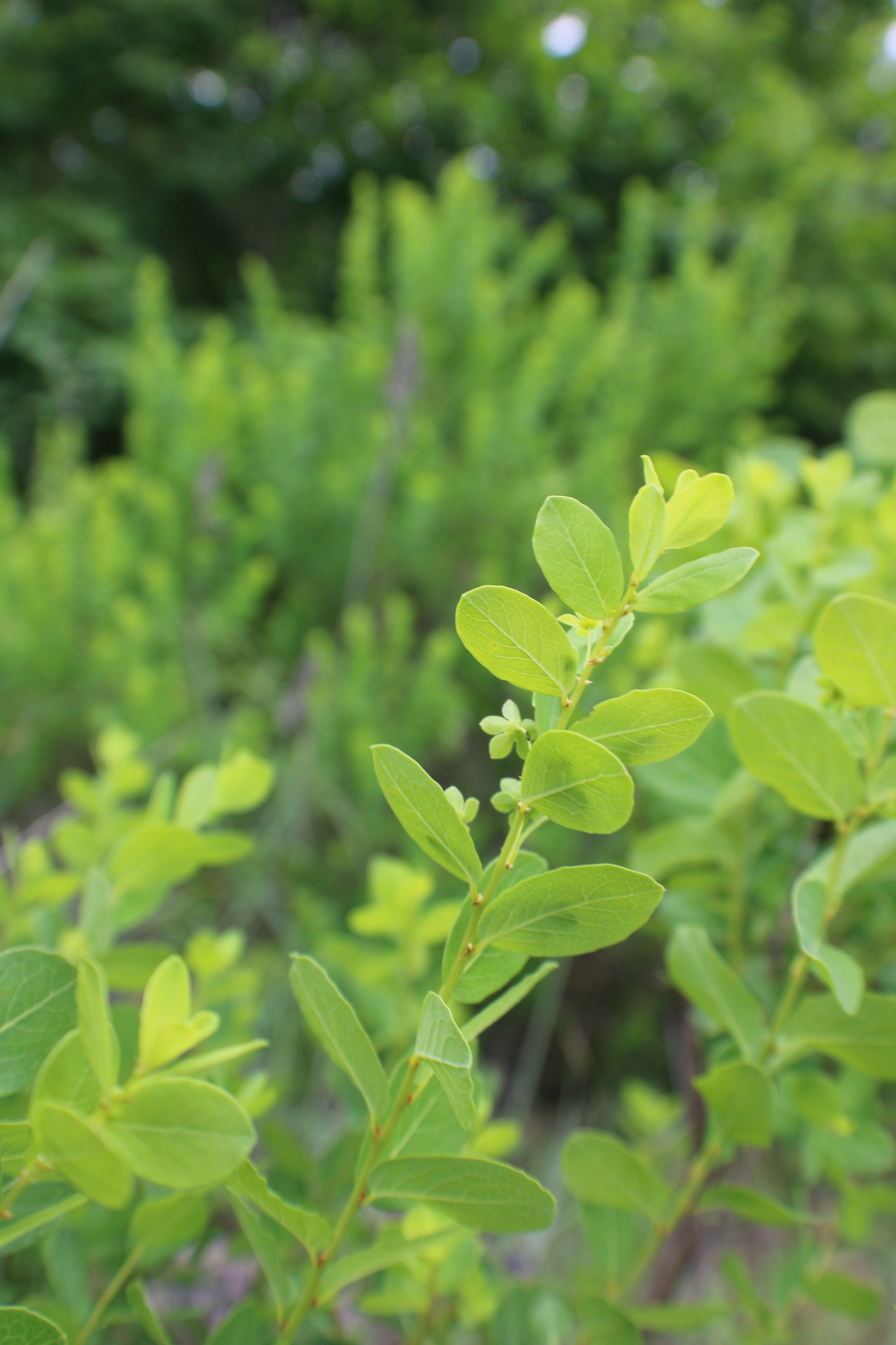 Phyllanthopsis phyllanthoides (Nutt.) Voronts. & Petra Hoffm.