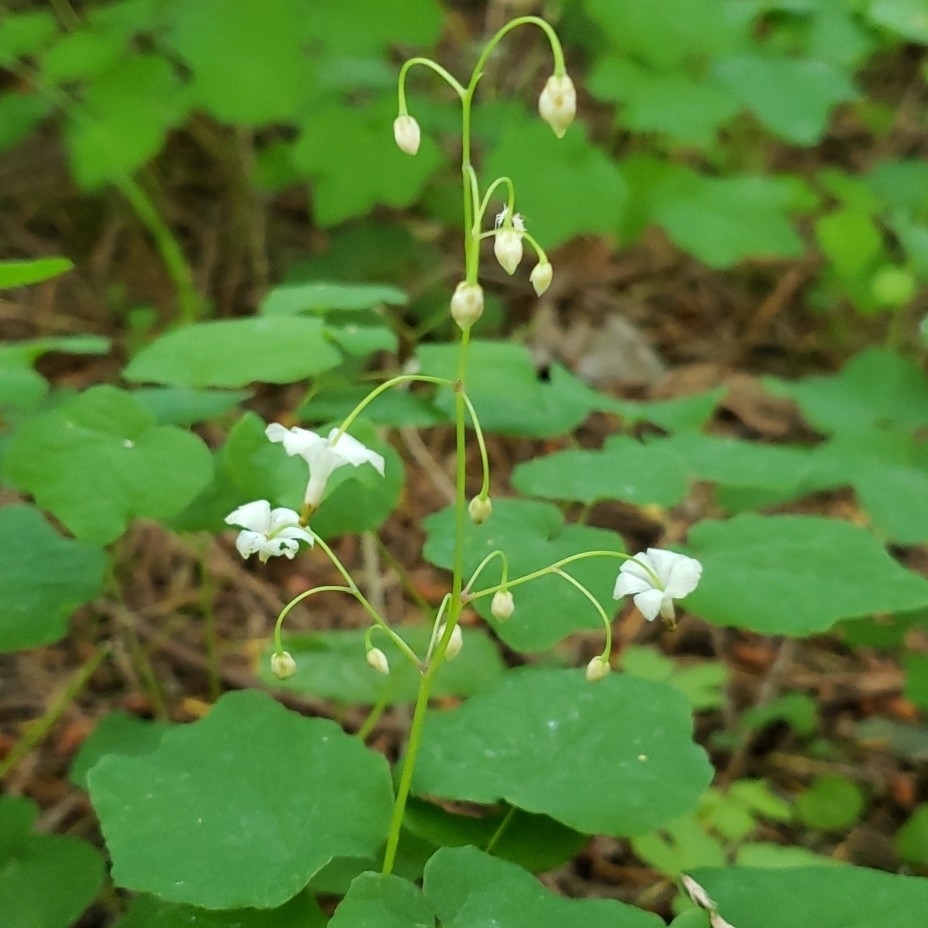 White Inside-out Flower in June 2022 by Gavin Slater · iNaturalist