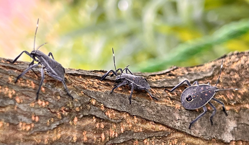 Yellow-spotted Stink Bug from Shuen Wan, Hong Kong on June 02, 2022 at ...