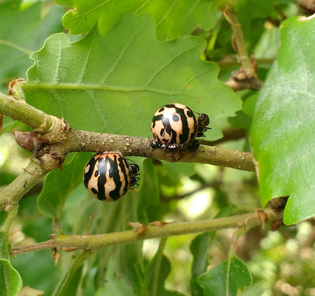 Kermes roboris from Maso Postel, Pergine Valsugana, IT-TN, Italy on ...