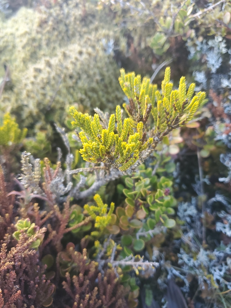 vascular plants from Manawatu-Wanganui on June 04, 2022 at 03:36 PM by ...