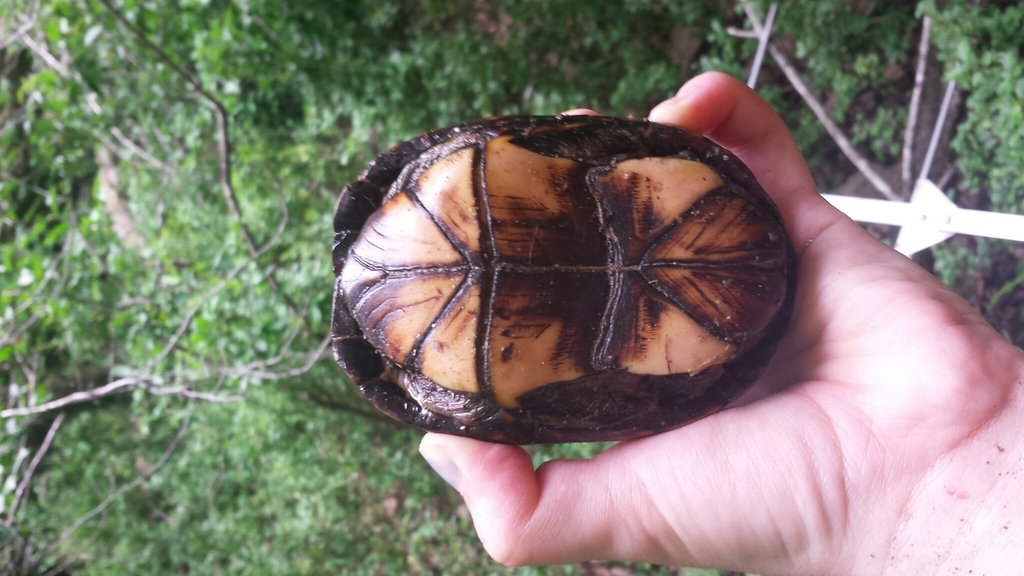 Southeastern Mud Turtle from Clarke County, US-GA, US on June 08, 2015 ...