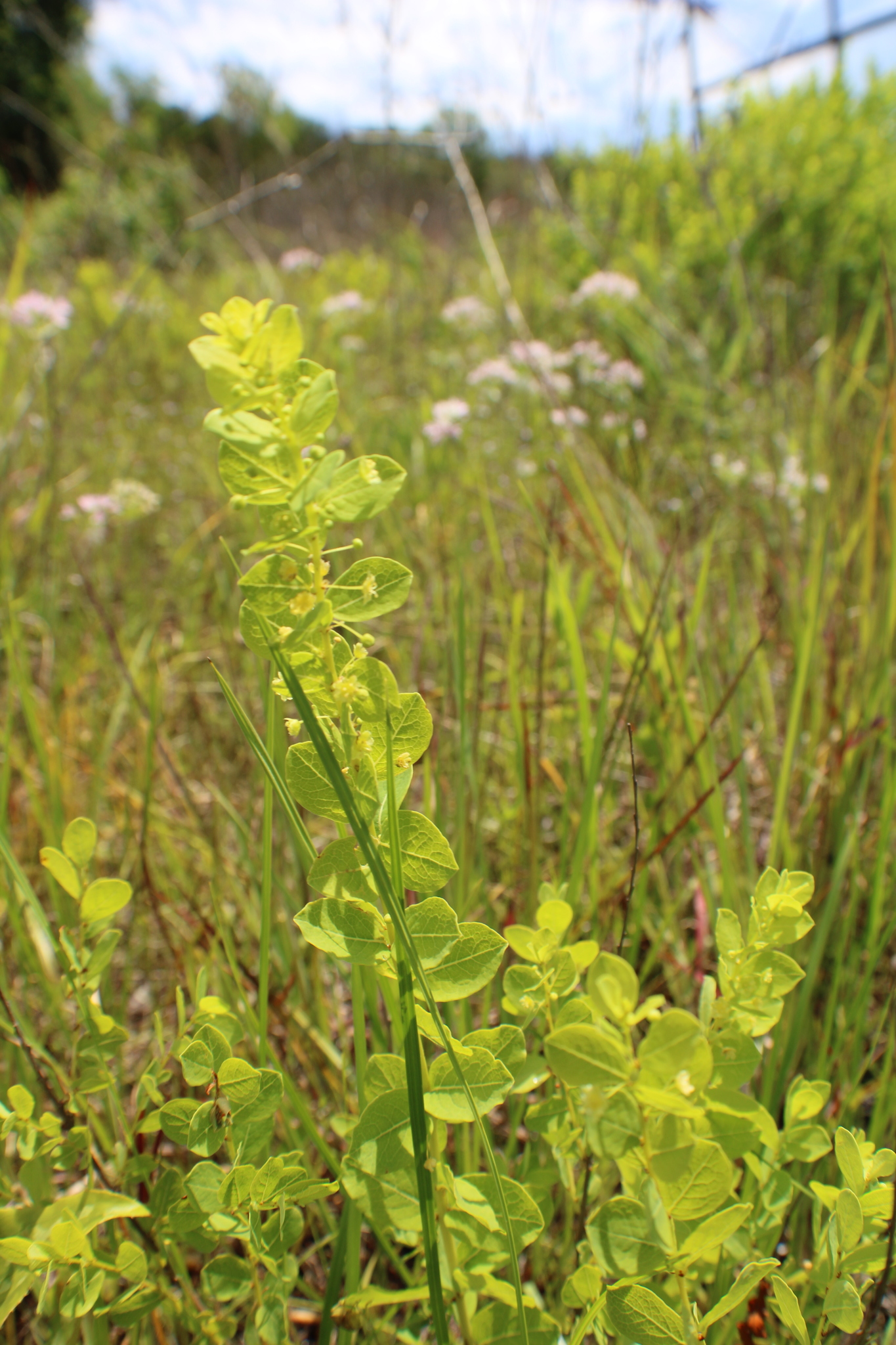 Phyllanthopsis phyllanthoides (Nutt.) Voronts. & Petra Hoffm.