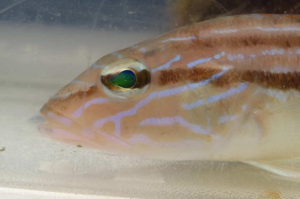 Sand Perch from Clearwater, FL, USA on June 03, 2022 at 01:47 PM by ...
