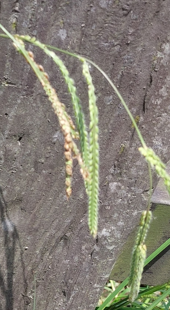 Vasey Grass from 台灣台北 on June 03, 2022 at 10:25 AM by 胡正恆(Jackson Hu ...