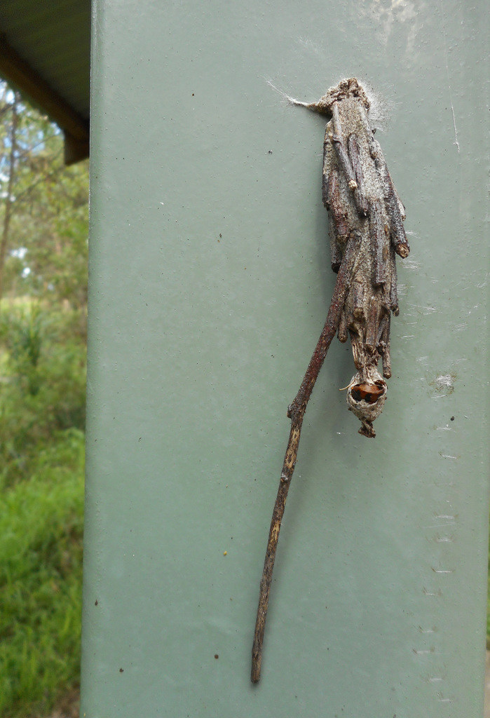 Bagworm Moths from Eric Mobbs Reserve, Castle Hill, NSW, Australia on ...