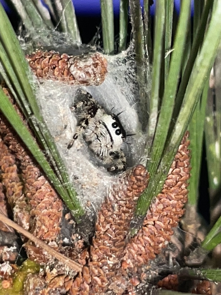 canopy jumping spider from Marlin Bay Dr, Virginia Beach, VA, US on ...